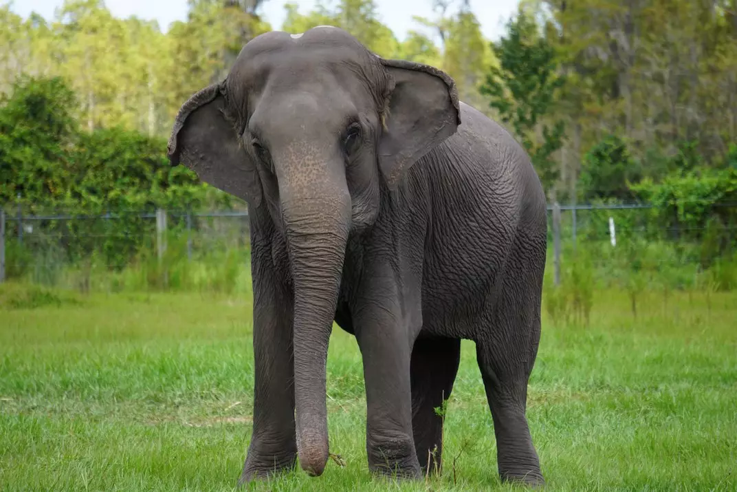 Um elefante fica em um campo gramado com uma cerca ao fundo