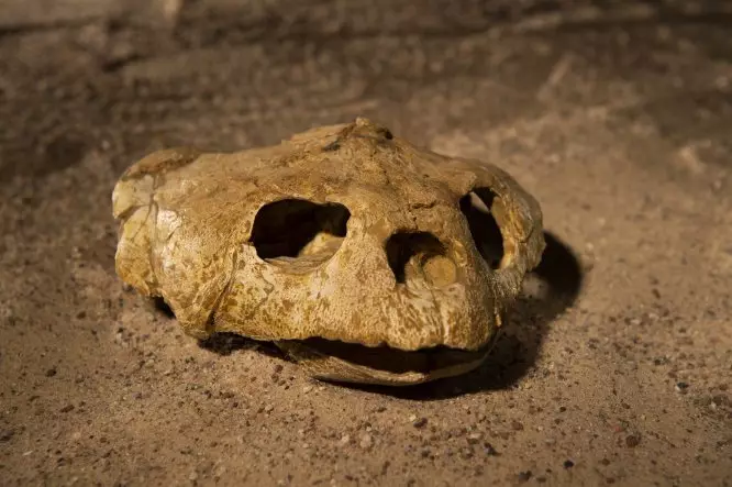 Фосилен череп на морска желка ископан од крајбрежните карпи во Ангола. Лицата од овој фосил ќе бидат прикажани во „Откриени морски чудовишта“, што ќе се отвори на 9 ноември во Националниот музеј за природна историја на Смитсонијан. (Хилсман С. Џексон, Јужен методистички универзитет)