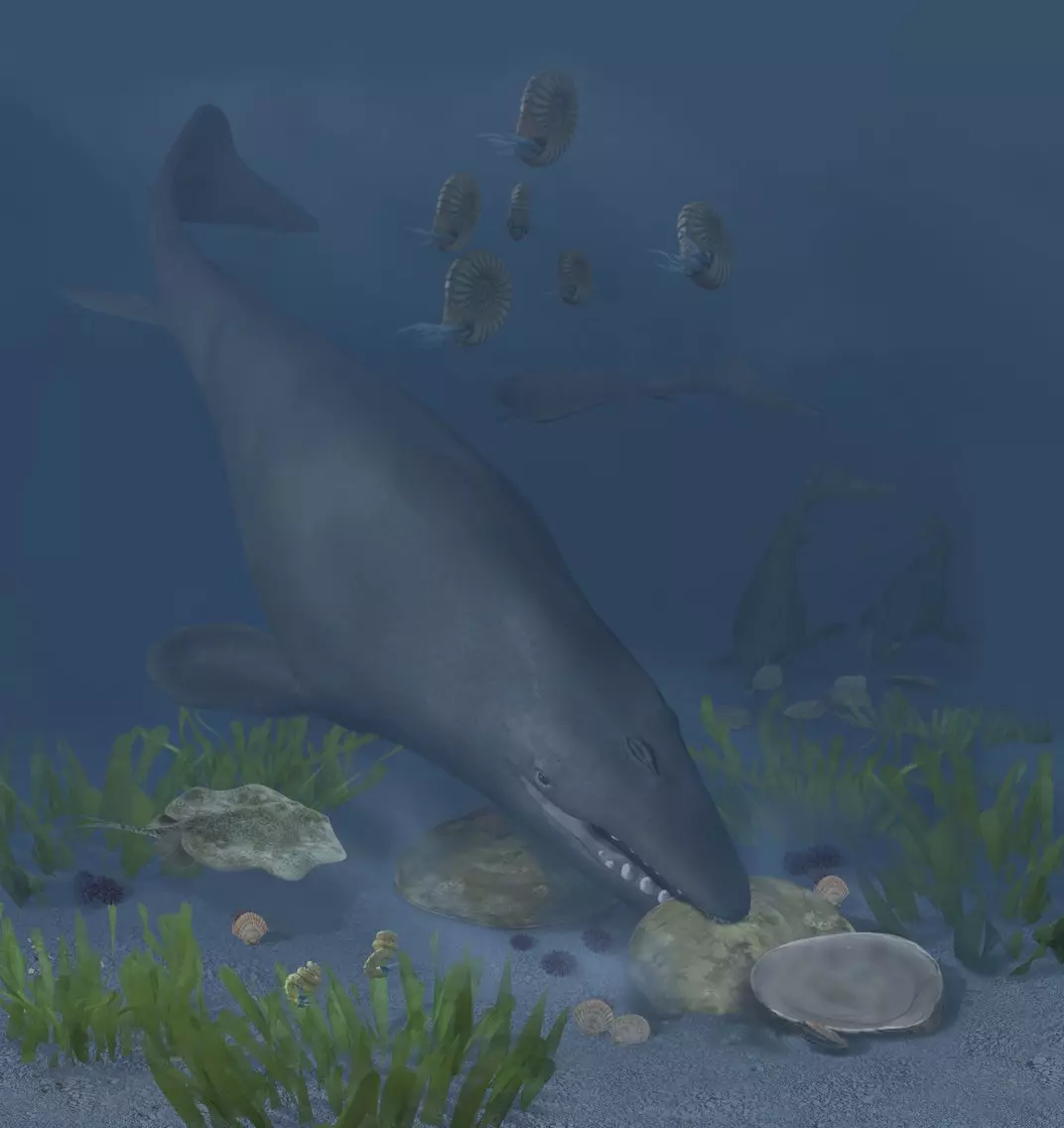 Mosasaur kan (Globidens phosphaticus) ti npa awọn oysters nla, ti o ni ikarahun lile lori selifu aijinile ni agbegbe Bentiaba, Angola, ọdun 72 ọdun sẹyin. Awọn fossils lati eya yii yoo han ni “Awọn ohun ibanilẹru Okun Unearthed,” ṣiṣi ni Oṣu kọkanla ọjọ 9.