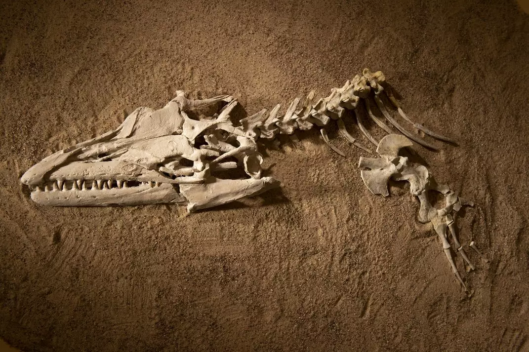 Um crânio fóssil de mosassauro e esqueleto parcial escavado nas falésias costeiras de Angola para exibição em “Monstros Marinhos Desenterrados”, que estreia em 9 de novembro.