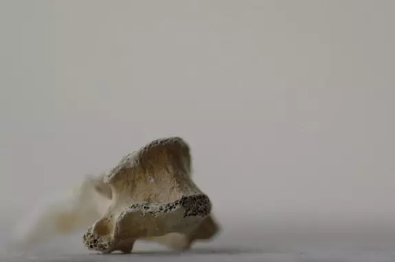 Els científics que mengen musaranyes demostren que els humans poden digerir els ossos