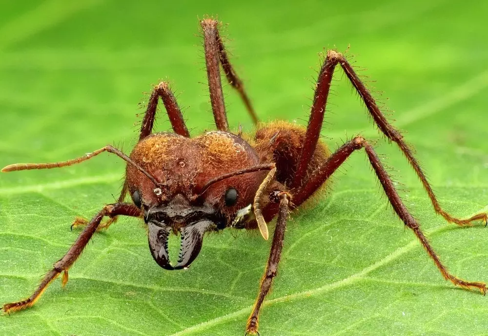 Rdeče oranžna mravljica listorezka z velikimi sprednjimi čeljustnicami na zelenem listu