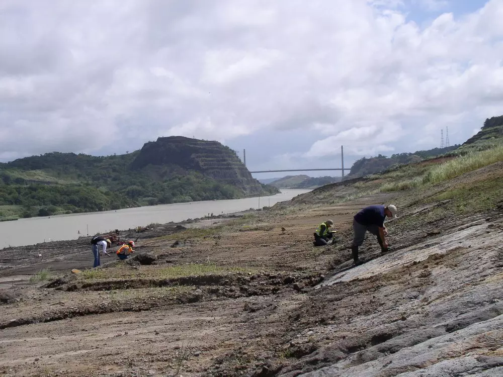 Учените се надпреварват да спасят вкаменелостите преди разширяването на Панамския канал