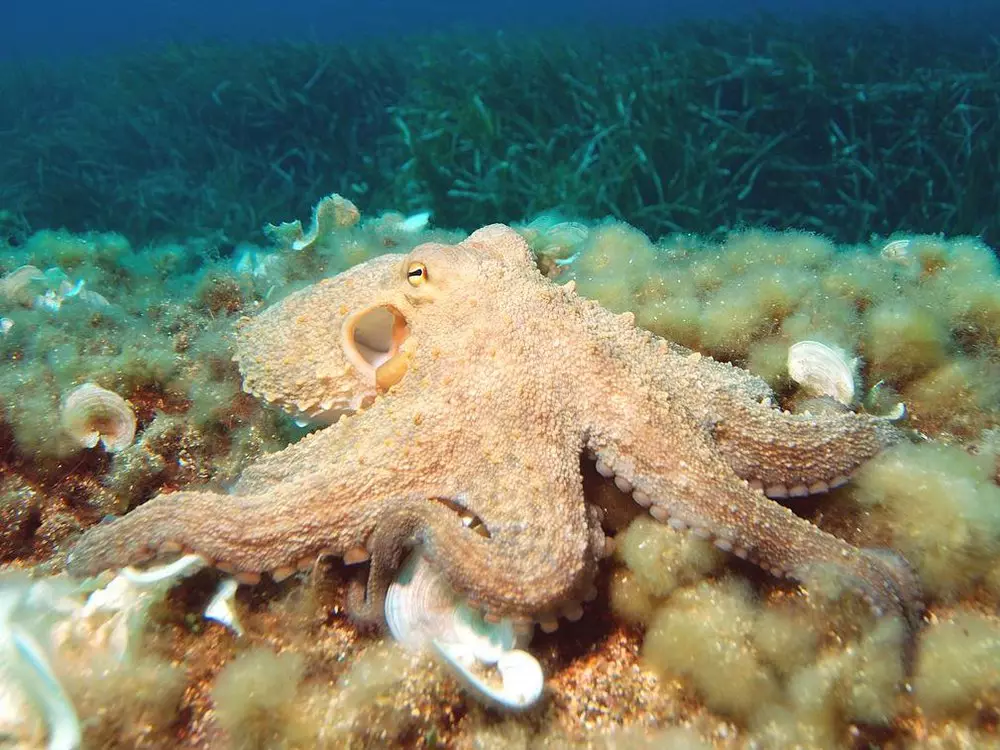 Tako kot koža hobotnice, ta novi material preide iz 2D v 3D v nekaj sekundah