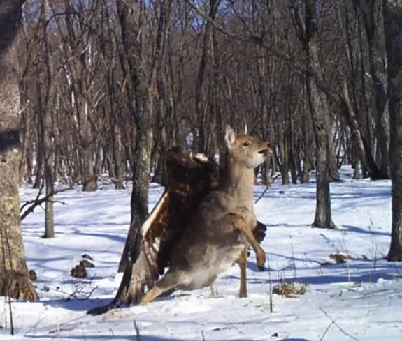 Divlji orao može srušiti jelena jednako dobro kao i dresirani