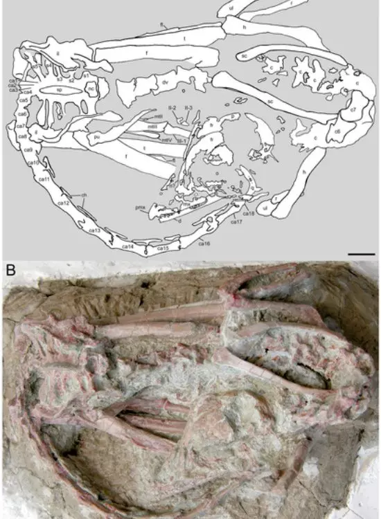 Troodontid Mei ning ikkinchi namunasi, qushga o'xshash uyqu holatida saqlangan.