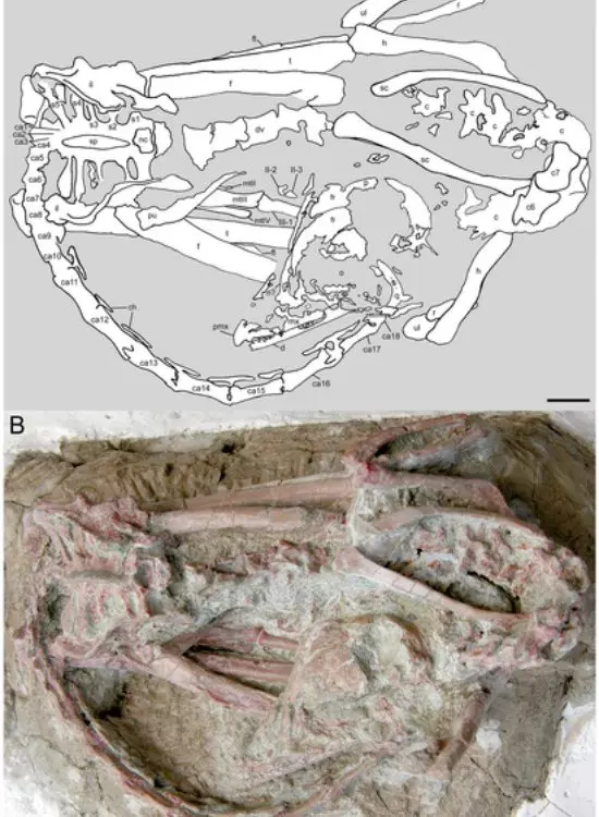 In twadde eksimplaar fan de troodontid Mei, bewarre yn in fûgelachtige sliepposysje.