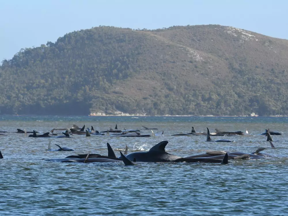 گستره ای از آب کم عمق آبی، با ده ها باله نهنگ سیاه که از سطح بیرون زده اند و شکل برخی از بدن نهنگ ها در بالای امواج قابل مشاهده است - همه نشانه هایی از نهنگ های ساحلی، که مرده اند یا در خطر مرگ هستند.