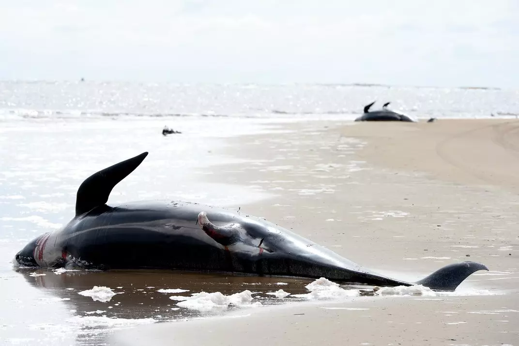 صدها نهنگ در استرالیا می میرند 18605_3