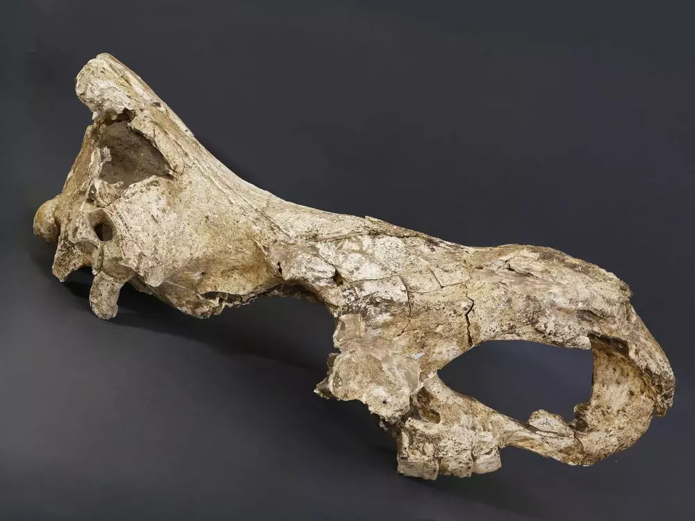دندان کرگدن 1.7 میلیون ساله قدیمی ترین اطلاعات ژنتیکی مطالعه شده را ارائه می دهد