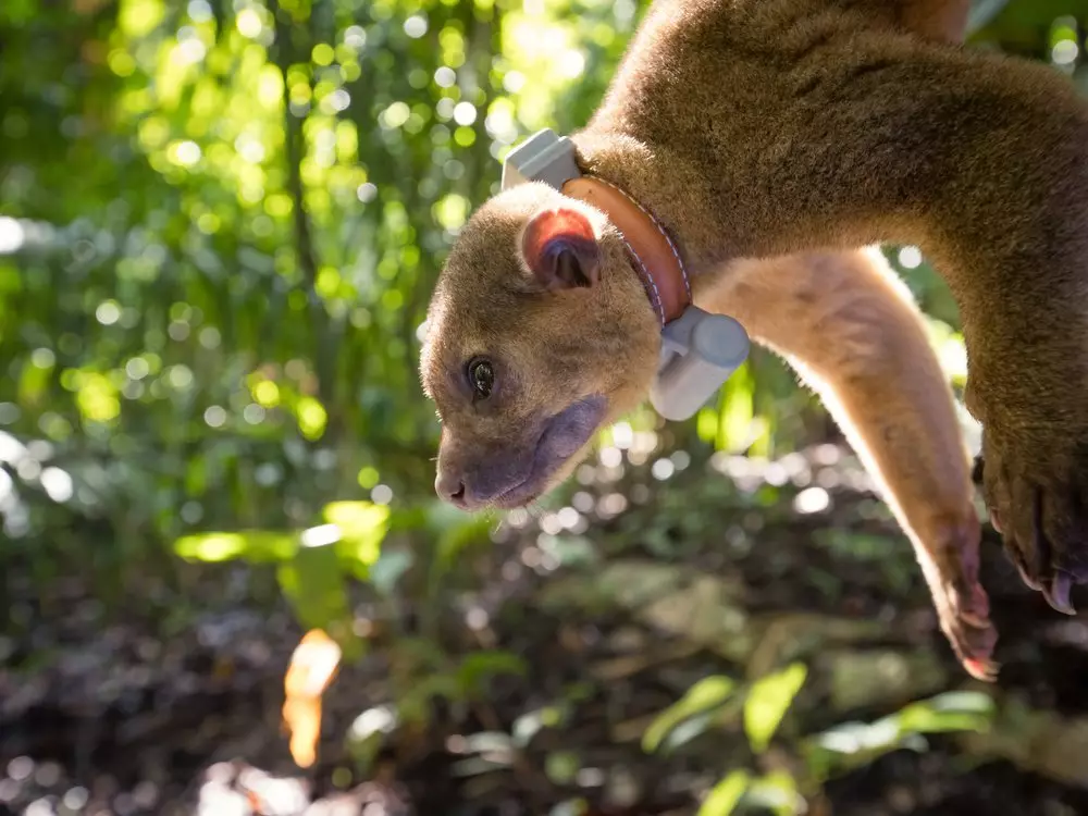 Kinkajou etiquetando no Panamá Crédito: Untamed Science Roland