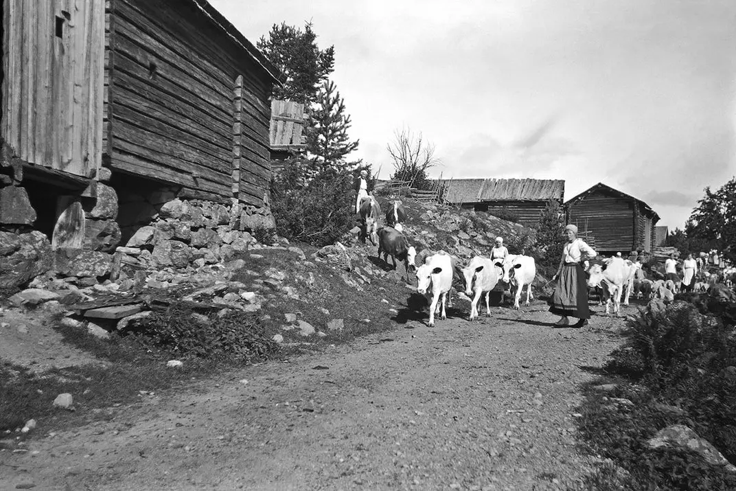 Fäbod 妇女和奶牛