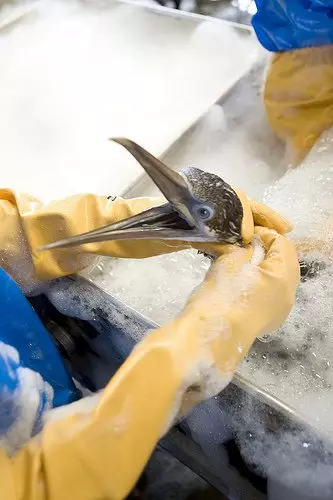 Moeten geoliede vogels worden schoongemaakt?