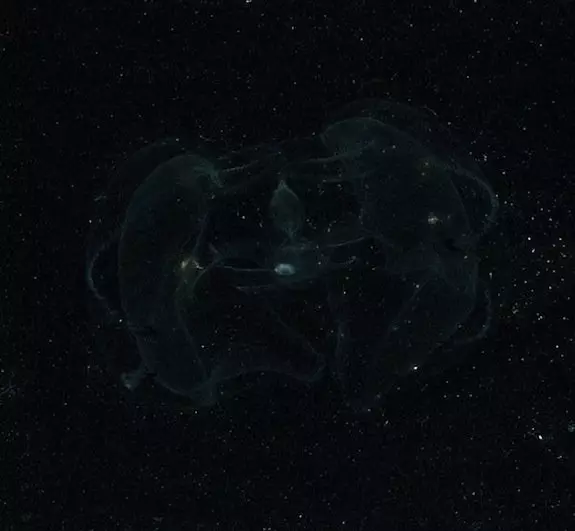 Бу лобат цтенофор - Америка ярларында яшәүче тагын бер биолуминсент җан иясе.