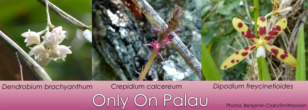 仅在帕劳发现的三种兰花（白石斛、紫色 Crepidium calcereum 和 Dipodium freycinetioides - 黄色带红色斑点）。照片：本杰明·克莱恩/SERC