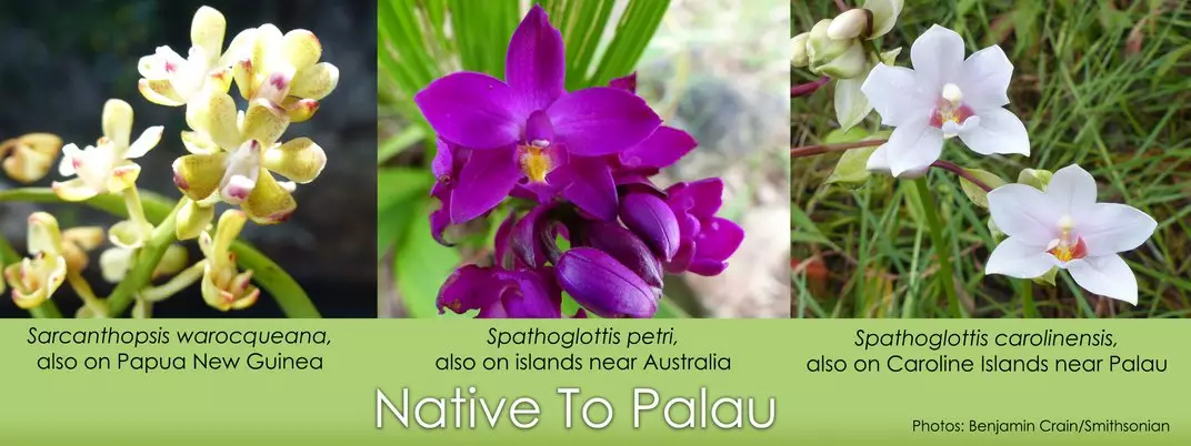 パラオ原産の3つのラン（黄色のSarcanthopsis warocqueana、紫色のSpathoglottis petri、および白いSpathoglottis carolinensis）