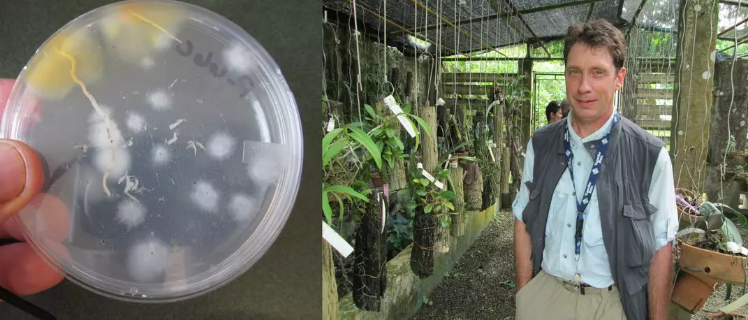 Kénca: Fungi dina piring petri. katuhu: Lalaki nangtung di kebon sheltered