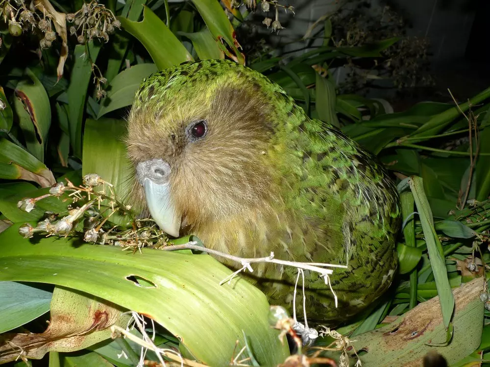 Kakapo tuvplāna attēls. Putnam ir laima zaļas spalvas un seja, kas atgādināja pūci.