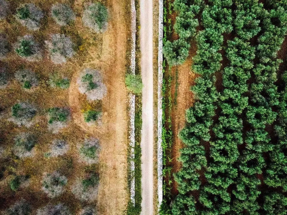 Ağaç Öldüren Salgınlar Neden Artıyor?