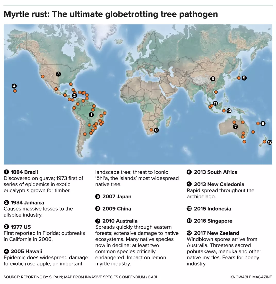 Bản đồ toàn cầu Myrtle Rust