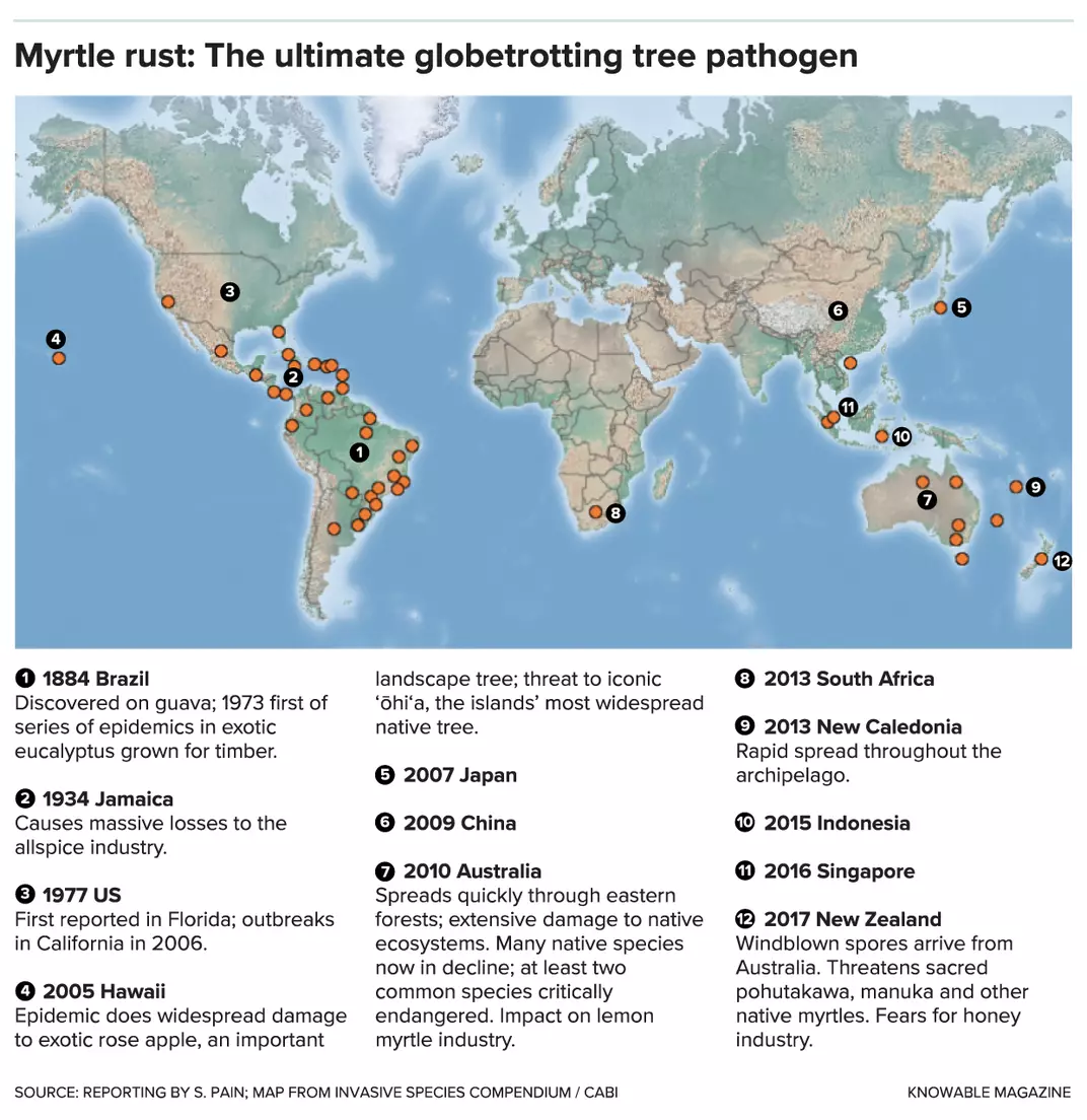 Myrtle Rust globální mapa