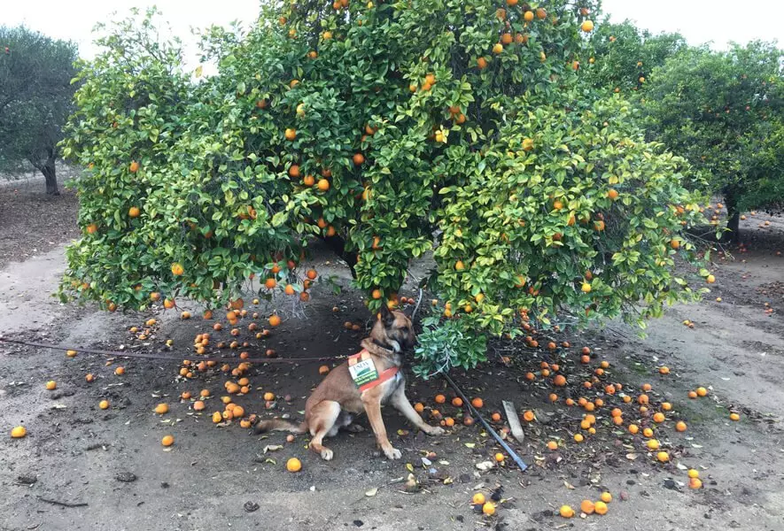 रूमाल सूंघ कर चोर का पता लगाने वाला कुत्ता