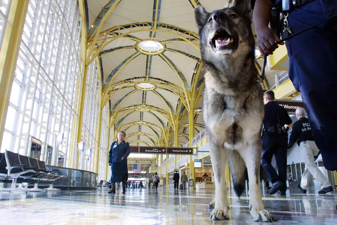 Пас који њушка бомбу на националном аеродрому