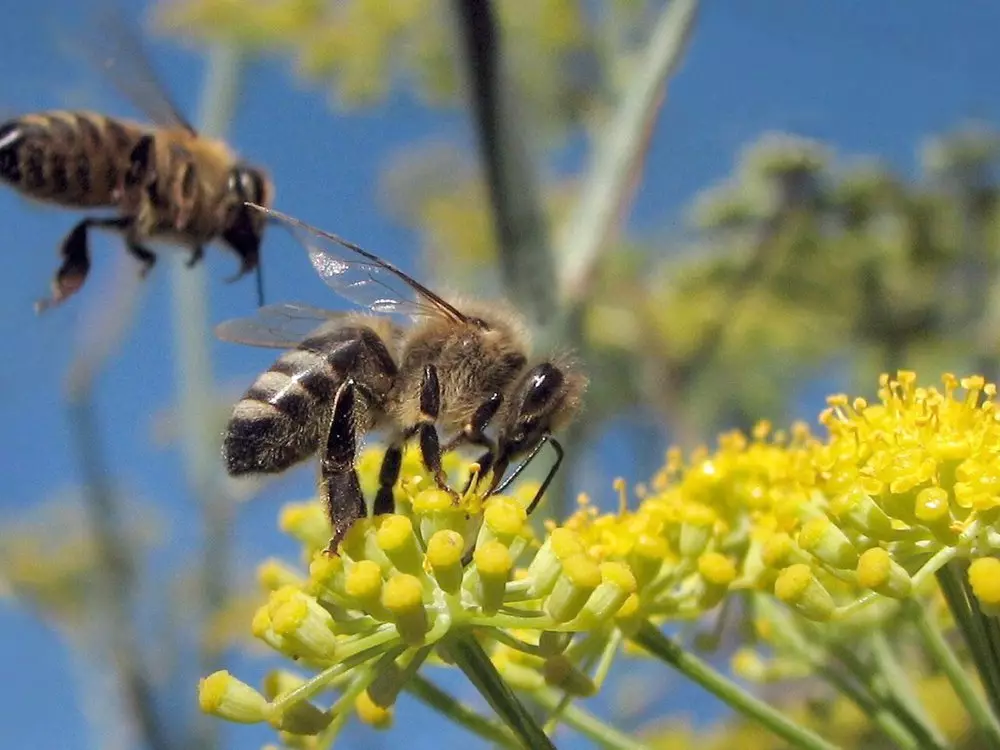 Brittanje bout in ferfiersnetwurk gewoan foar bijen (en oare bestuivers)