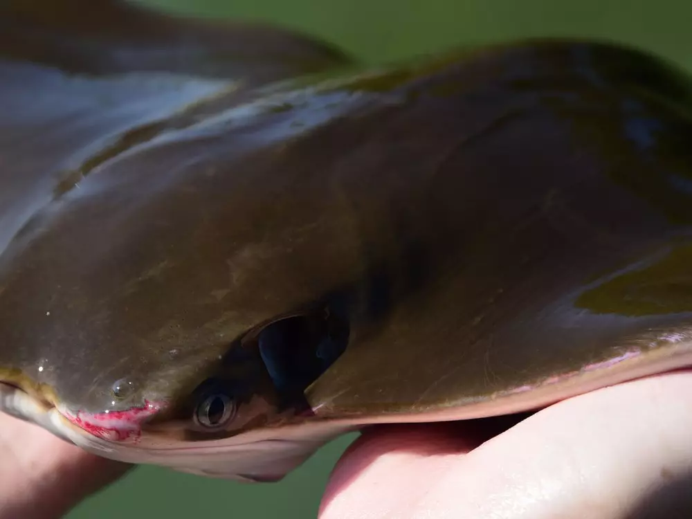 Ụzarị Cownose bụ anụmanụ na-akwaga ebe ọzọ na-abata na Chesapeake n'oge ọkọchị ma na-egwu mmiri na Florida maka oge oyi. (Ebe E Si Nweta: Jay Fleming/SERC)