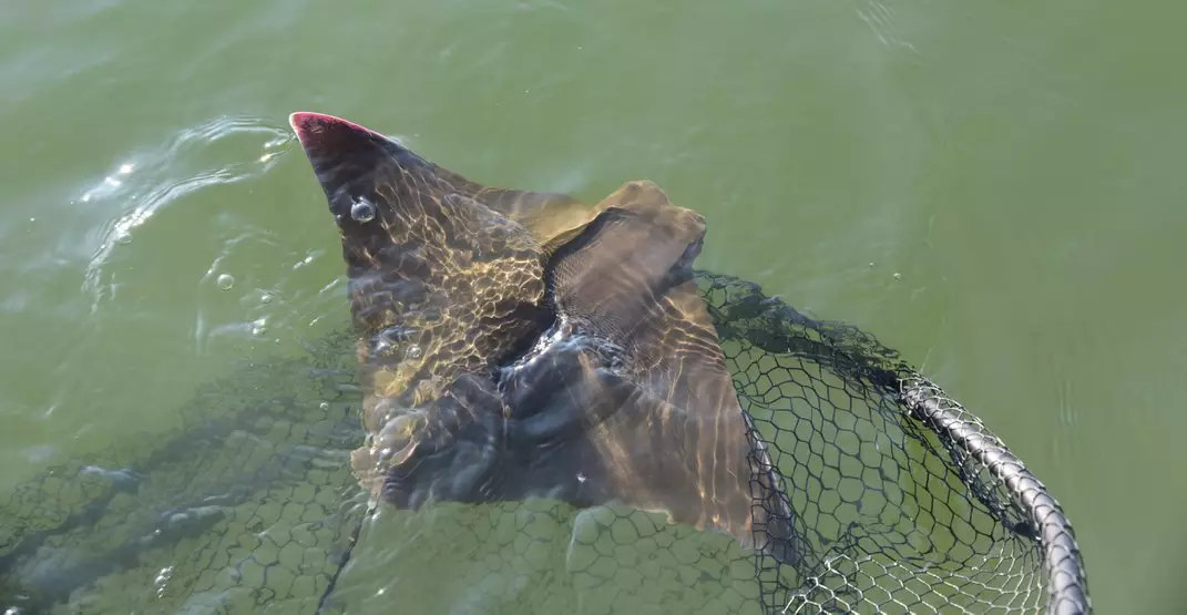 Ang cownose ray naglangoy gikan sa pukot ngadto sa tubig