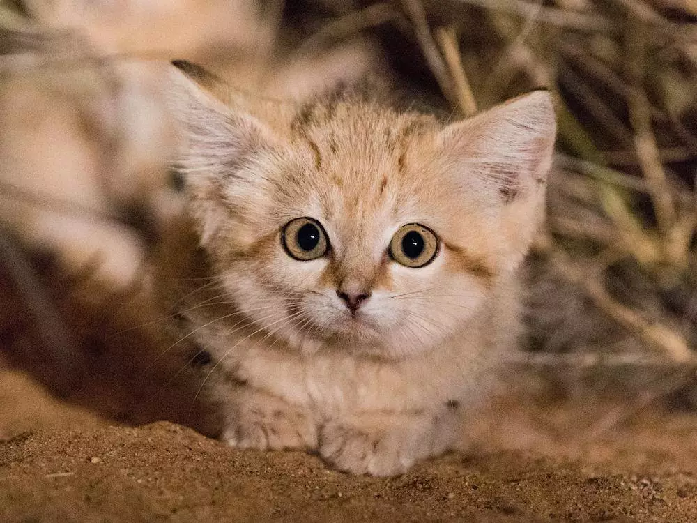 جنگل میں ریت کی بلی کے بچے کی پہلی ویڈیو دیکھیں