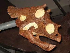 "Mtoto Dinosaur" Anaonekana kwenye Mwamba