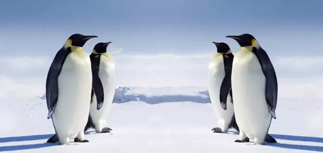 De wylde ekstremen fan Antarktika