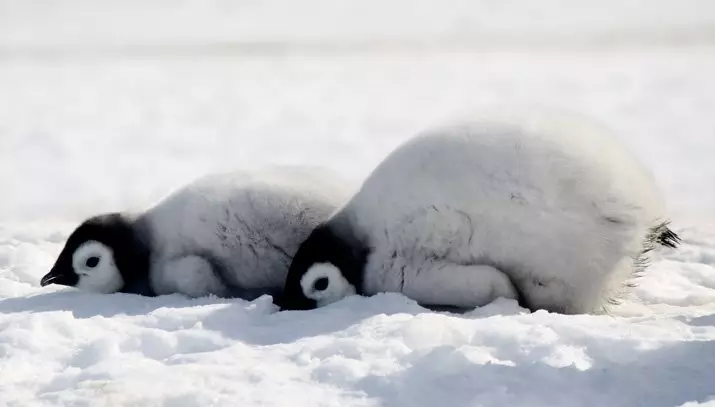 The Wild Extremes of Antarctica 18763_9