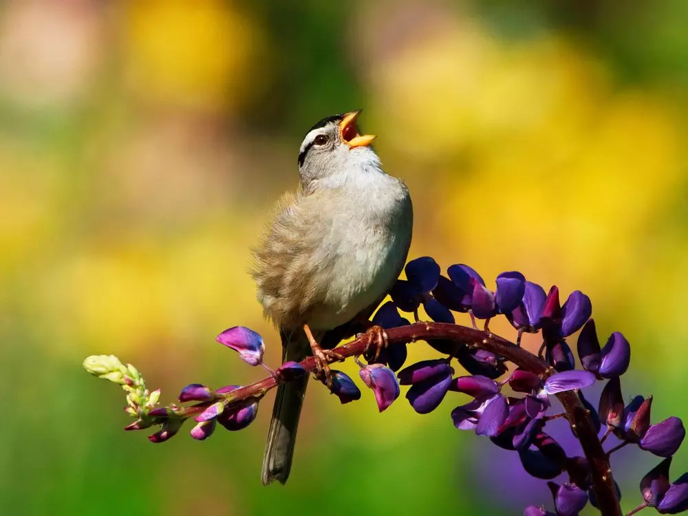 Panutup Pandémik di San Fransisco Kungsi Sparrows Nyanyi Lagu Sexier