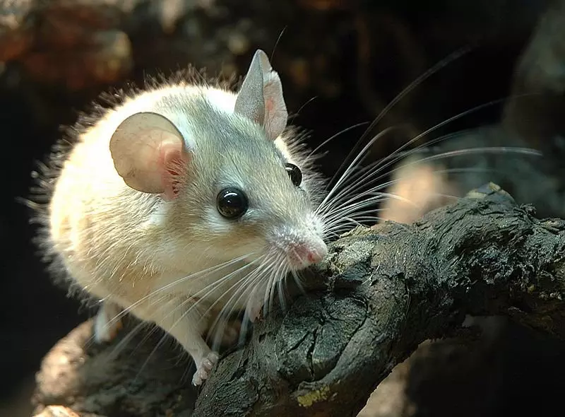 Comme les salamandres, les souris épineuses africaines peuvent développer de nouvelles queues