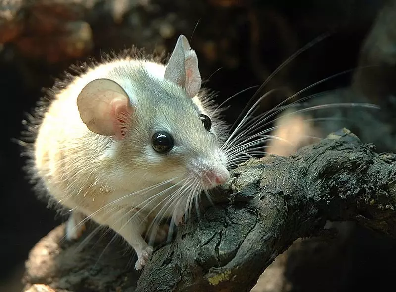 Joalo ka Salamanders, Litoeba tsa African Spiny li ka Hōlisa Mehatla e Mecha