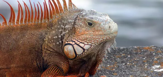 ໝູ່ເກາະ Galapagos ທີ່ສວຍງາມ ແລະແປກປະຫຼາດ