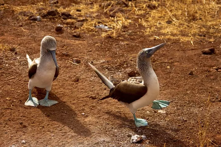 As belas e bizarras Ilhas Galápagos 18792_3