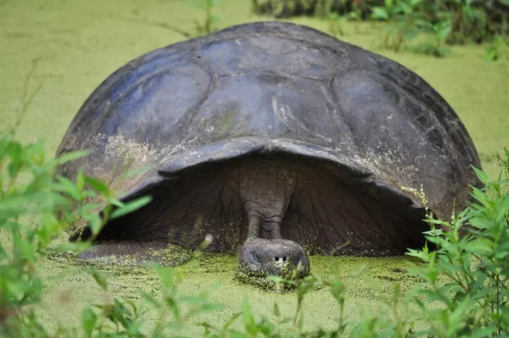 De smukke og bizarre Galapagos-øer 18792_4