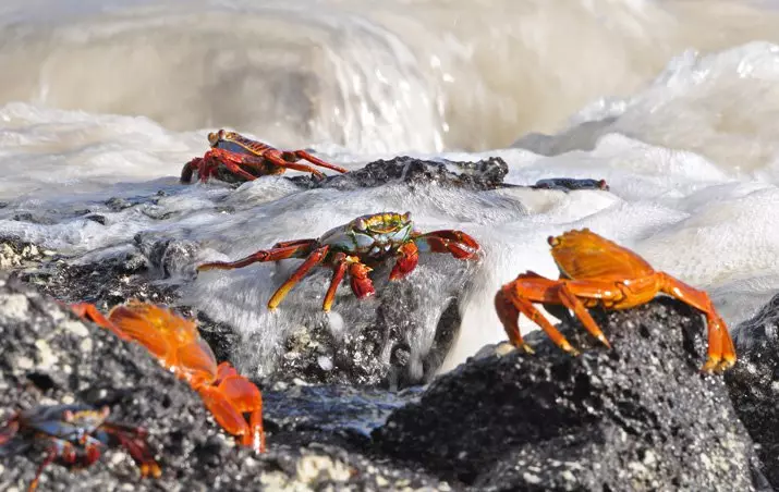 Le bellissime e bizzarre Isole Galapagos 18792_6