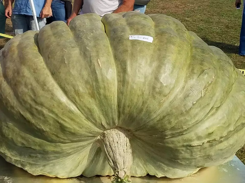 I-Massive Green Squash Smashes Record Enkulukazi Yomhlaba