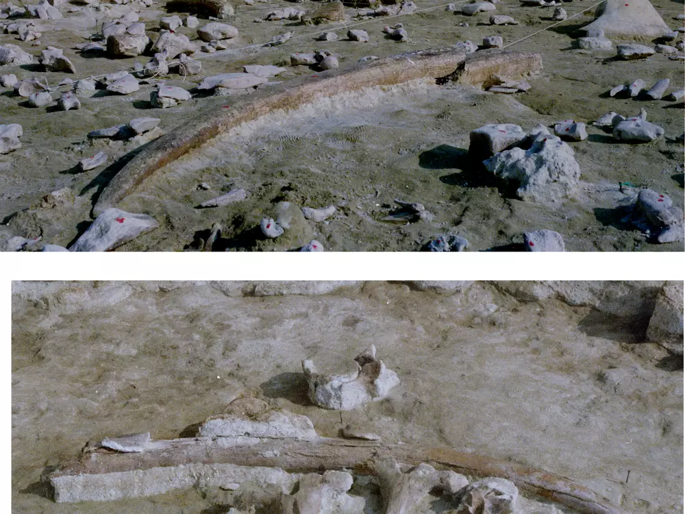 Eina d'os tallada a mà de 400.000 anys d'antiguitat que s'utilitza per allisar la pell trobada a Itàlia