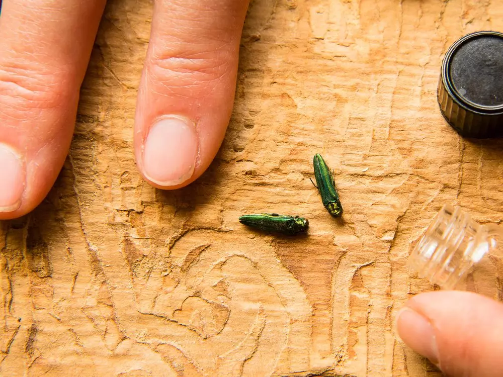 Li goşeyê çepê yê jorîn ê wêneyê nîşanek û tiliyên navîn ên entomologî li kêleka du mêşên zimrûd ên zozanan radiweste. Li quncika jorîn a rastê, li milê rastê şikestî, şûşeyek li ser masê vedigire.