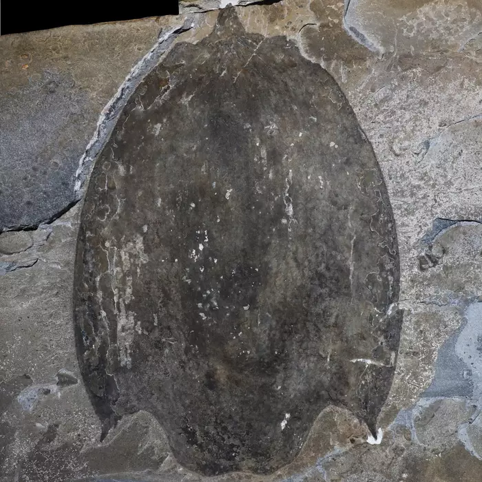 Die fossielplaat van Titanokorys gainesi se karapace