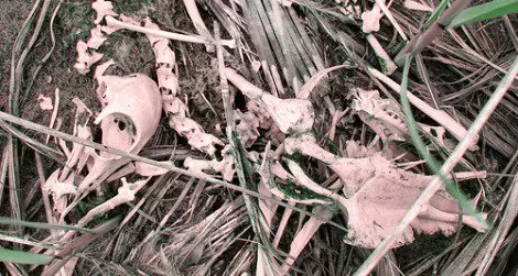 Jika tulang-tulang ini telah digerogoti, para ilmuwan dapat mengetahui apakah itu herbivora atau karnivora yang mengunyah.