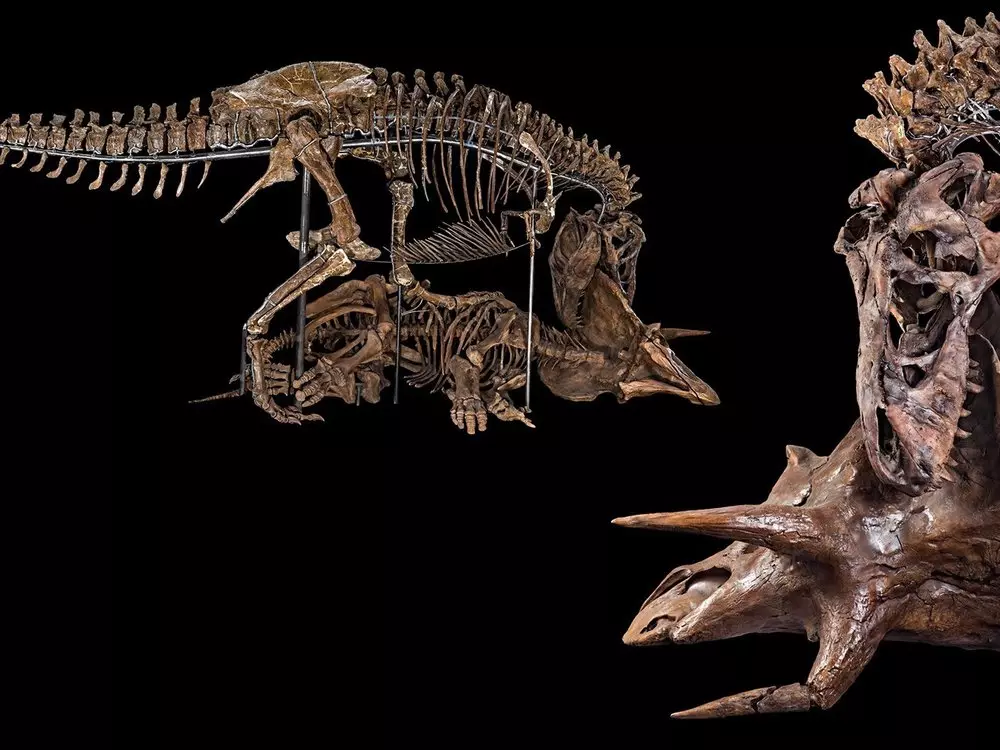 Rahvuse T. rex lõikab pea maha Triceratopsil tema uues poosis, kui keskpunktis.