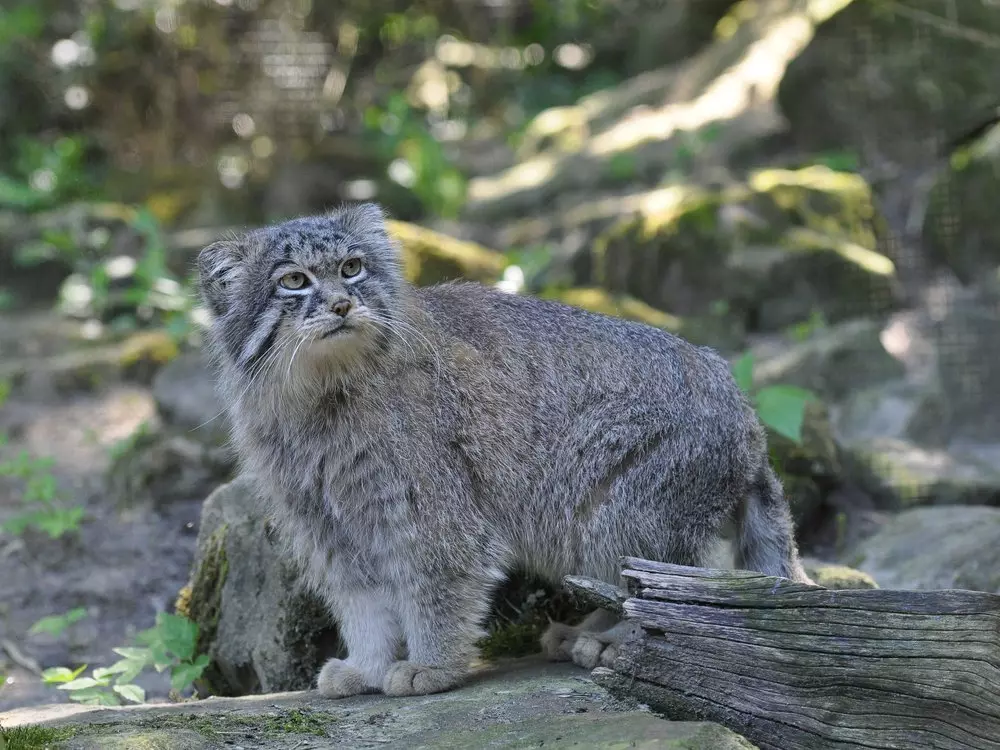 Neuer Zufluchtsort für seltene und flauschige Wildkatzen soll in Sibirien eröffnet werden
