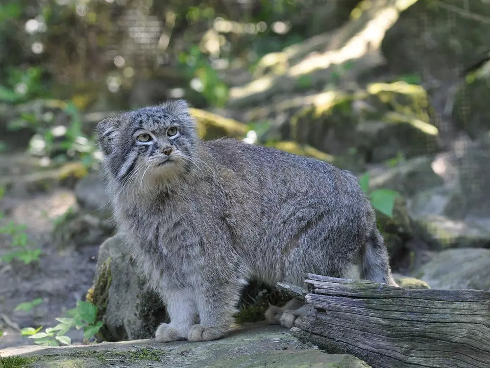 Bag-ong Sanctuary alang sa Rare ug Fluffy Wildcats nga Magbukas sa Siberia