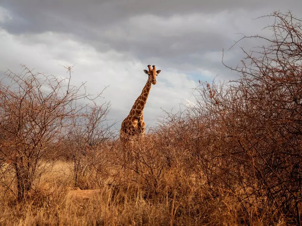 Да ли су жирафе осуђене да буду погођене громом због своје висине?